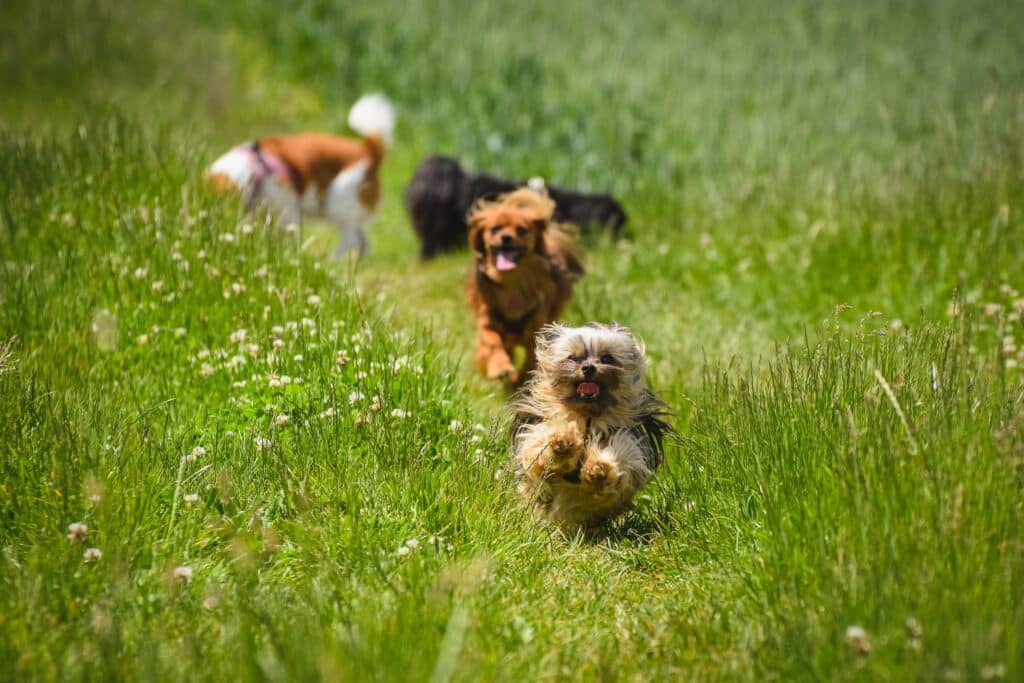 How to Stay Ahead of the Competition in the Pet Industry - Book Your Pet