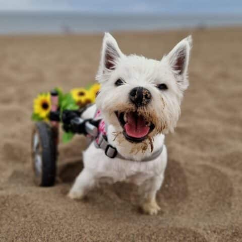 Raising Awareness of Disabilities in Animals