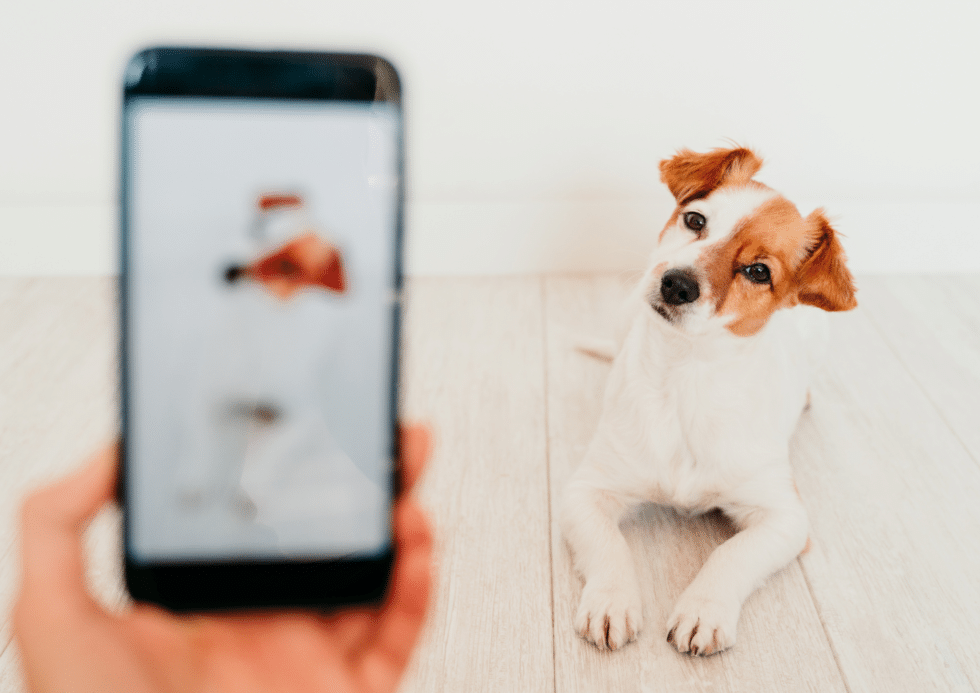 50 Creative Social Media Post Ideas for Pet Businesses - Book Your Pet