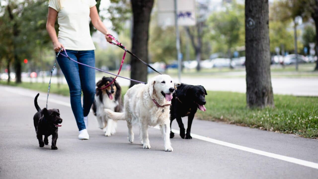Professional Dog Walkers: Choosing the right equipment